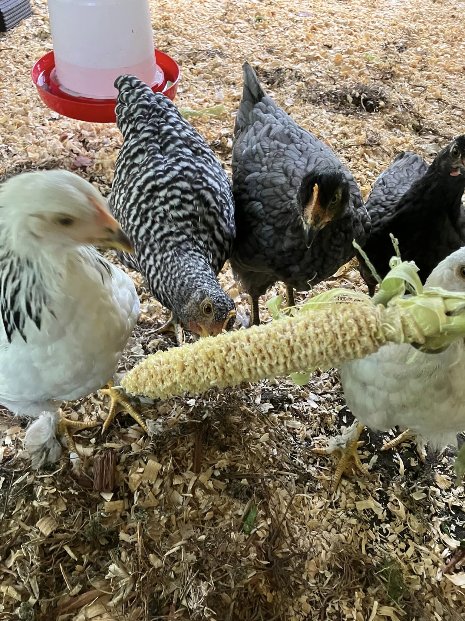 Chicken Keeping, a Family Affair. You Can Do it Too! – Vintage Virtues