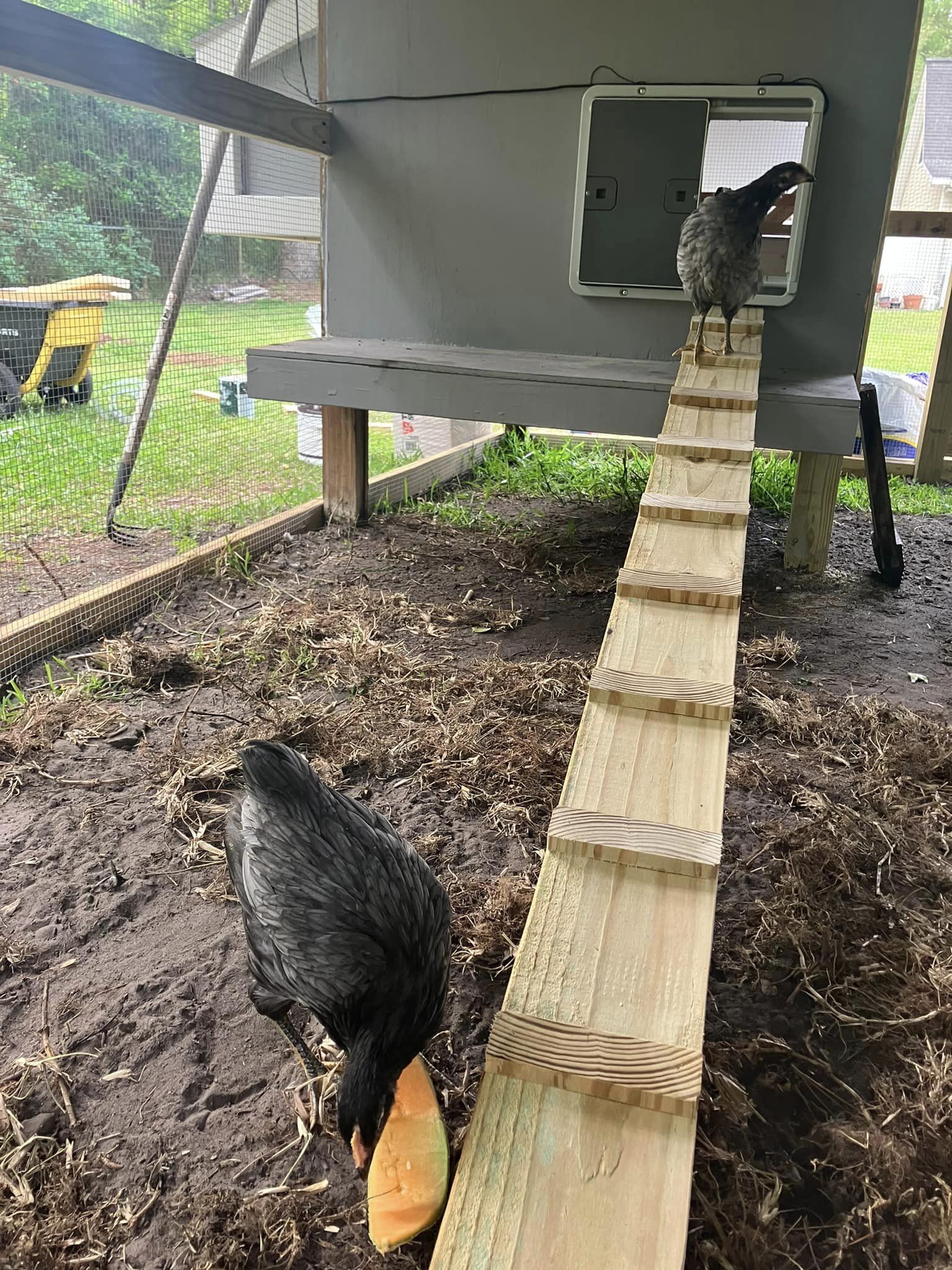 Chicken Keeping, a Family Affair. You Can Do it Too! – Vintage Virtues