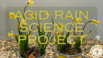 Unleash Your Curiosity with a Homeschool-Friendly Acid Rain Science ...